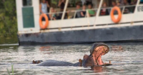 dmc-zambia-boat-safari - DMC Professionals - Destination Management ...